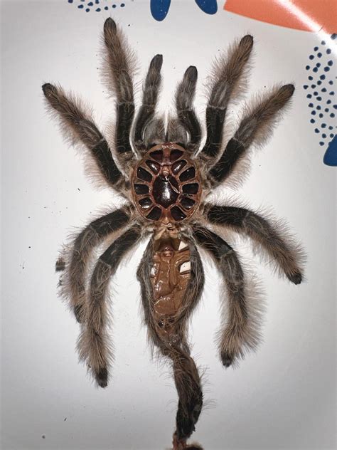 Sex R Tarantulas