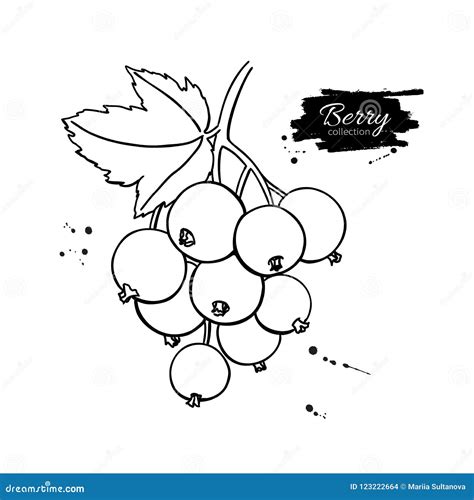 Black Or Red Currant Vector Drawing Isolated Berry Branch Sketc Stock