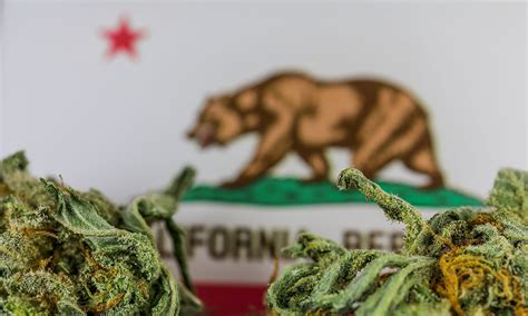 California Cannabis Design For Vertical Cultivation Success
