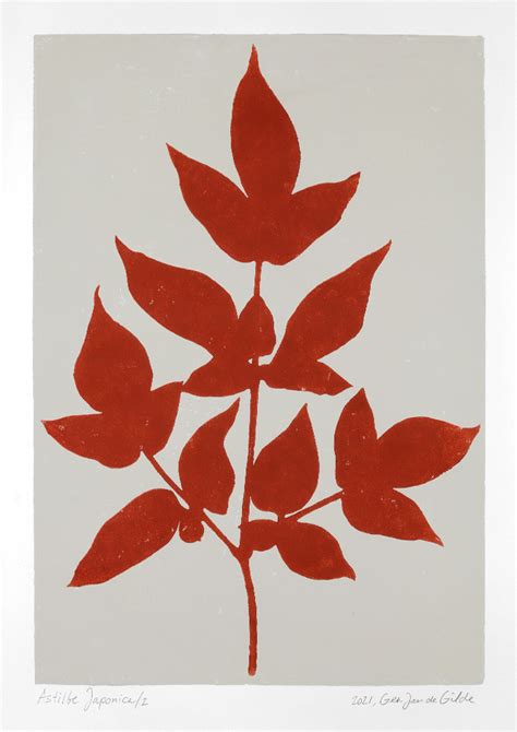 Original Plant Print Astilbe Japonica2 Printedplant®