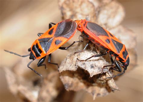 Red Bug Center For Invasive Species Research