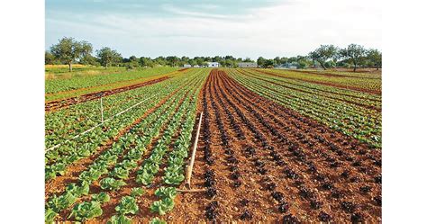 Агропрактики от интегрираната растителна защита могат да ограничат появата и развитието на