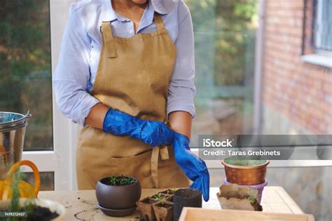 주부 하녀 가부 꽃집 베이지 색 앞치마에 파란색 고무 작업 장갑을 착용 한 원예사의 잘린 전망 가사 집안일에 대한 스톡 사진 및 기타 이미지 Istock