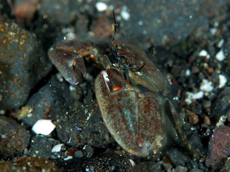 イソカニダマシ Izuzuki海の生き物大図鑑 笑