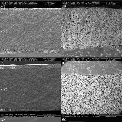 Sem Micrographs Of Cells A C E G Cross Sectional Micrograph Of The