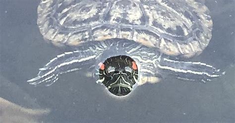 Confused Turtle Album On Imgur