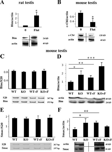 Bim El And Smac Diablo Are Up Regulated In The Cbl Ko Mouse Testis Cbl Download Scientific