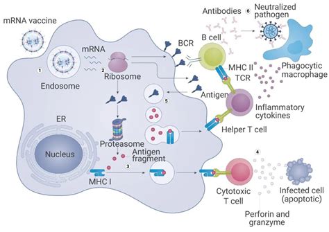 科学网—引人关注的核酸产业园 Mrna 疫苗究竟是？ Medchemexpress 蒲姣姣的博文