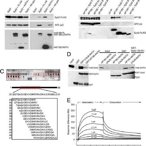 Snare Motif Dependent Endocytic Sorting Of Synaptobrevin 2 A
