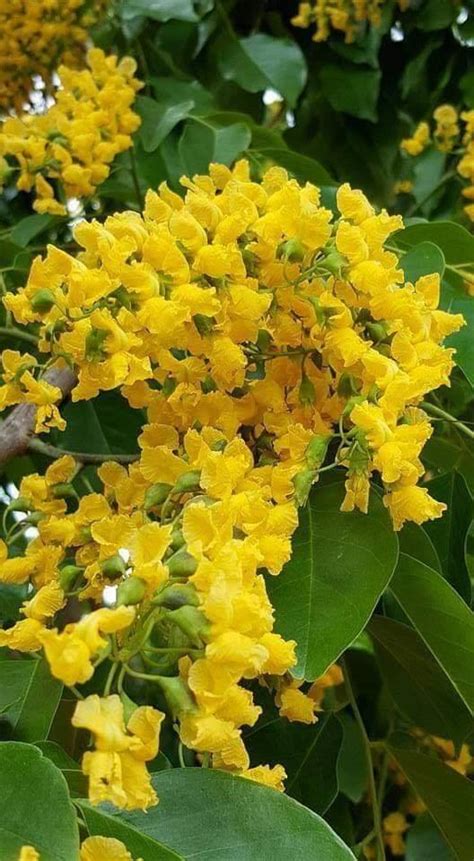 ပိေတာက္ပန္းေလးေတြျမင္ရင္ ေရာင္ျပန္ Reflection Facebook