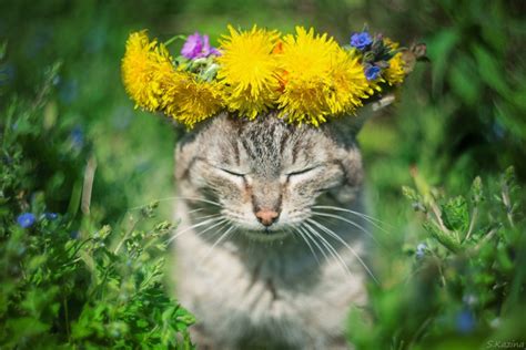 Самые сильные кошачьи эйфоретики