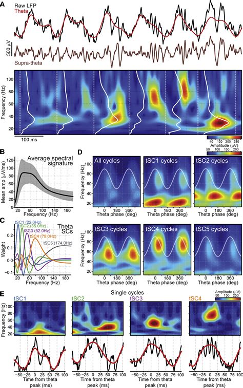 Parsing Hippocampal Theta Oscillations By Nested Spectral Components During Spatial Exploration