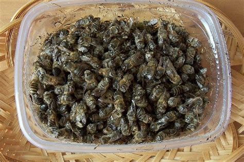 Пчелиный подмор лечебные свойства