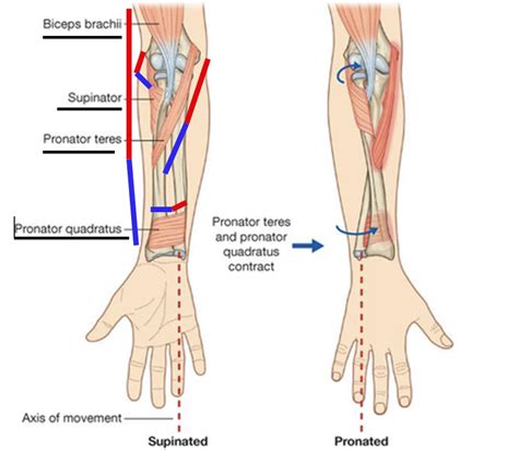 Forearm Joint Muscles Continued Minimalist Golf Swing System