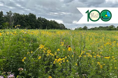 Outdoor Illinois Journal Black Carp In Illinois An Invasive Threat To