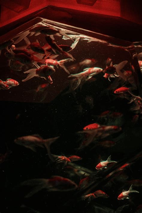 수조에서 헤엄치는 큰 물고기 무리 사진 Unsplash의 무료 예술 이미지