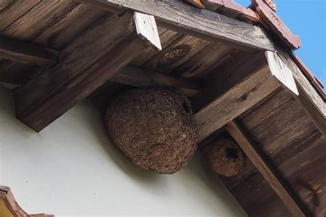 アメシロ植木消毒 山形でシロアリ駆除スズメバチ駆除なら 中央白蟻研究所