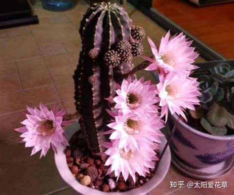 仙人球需要达到多少温度才会开花 知乎