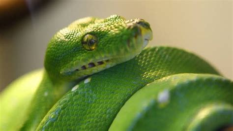 Venomous Python Bug Affects Millions Of Open Source Projects Thecyberthrone