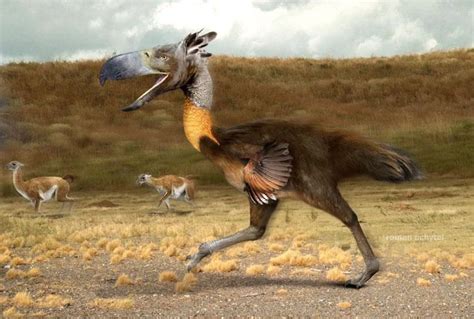 Phorusrhacidae Wiki Prehistórico Fandom Powered By Wikia