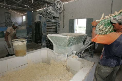 Cassava Flour Production Editorial Photo Image Of Ingredient 238197071