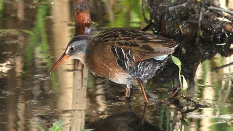 Virginia Rail Sound Clips Video Bird Songs Eastern North America Water