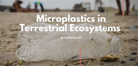 Microplastic In Terrestrial Ecosystems Nature Ecosystems General