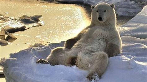 Urso Polar é Fotografado ‘tranquilão No Canadá