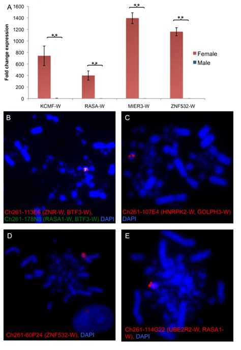 Validation Of RNA Seq By Quantitative RT PCR And Confirmation Of Download Scientific Diagram