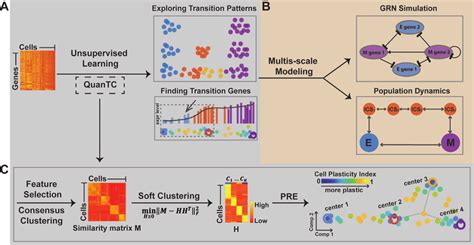 Outline Of Key Components Of The Approach In Analyzing Transition Cells Download Scientific