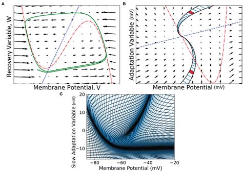 A A Vector Field Of The Fitzhugh Nagumo Neuron Model Fitzhugh Download Scientific Diagram