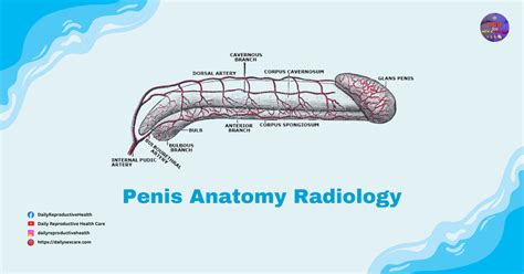 Penis Anatomy Radiology