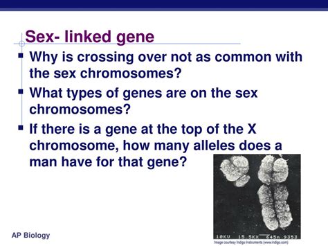 Ppt Chromosomal Basis Of Inheritance Powerpoint Presentation Free Download Id