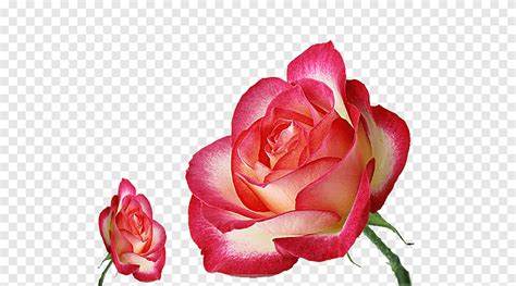 핑크 가든 장미 꽃 창조적 인 장미 플로리 분다 사진술 Png Pngegg