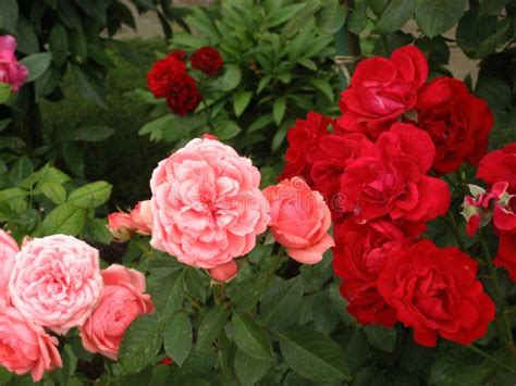 Les Roses Sont Rouges Photo Stock Image Du été Bleu 84822678