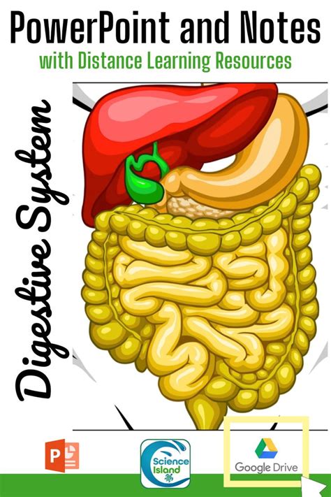 Digestive System Powerpoint And Notes Distance Learning Powerpoint Lesson Digestive System