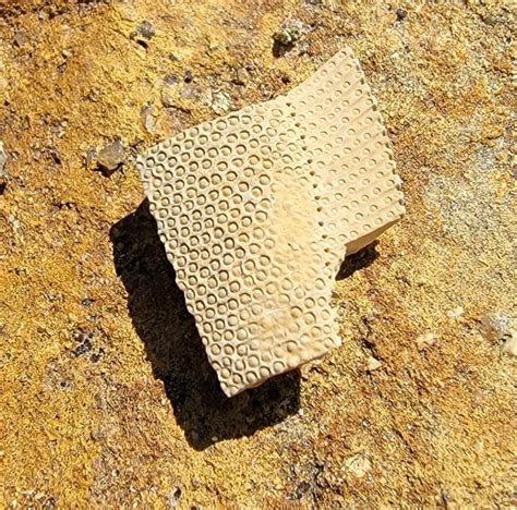 Are These Fossilized Shell Shards R Whatsthisrock