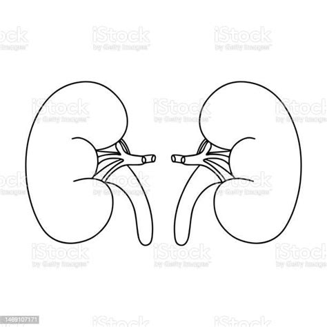 세계 신장의 날 흰색 배경에 격리 된 강한 건강한 신장 벡터 평면 아이콘 디자인입니다 건강한 장기 의료 그림의 개념 건강 진단에