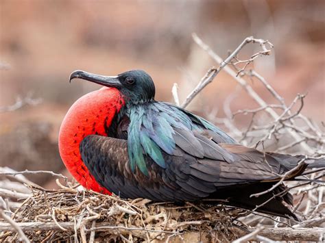 The Reproductive System Of Birds Birdfact