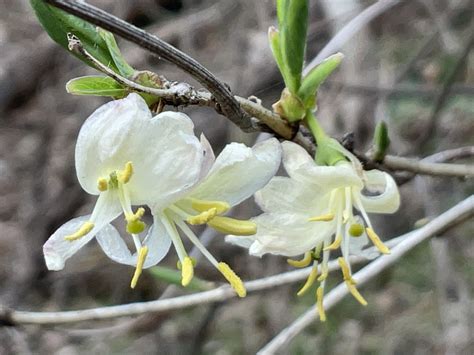 고갯길 계곡 길마가지나무꽃 오마이포토