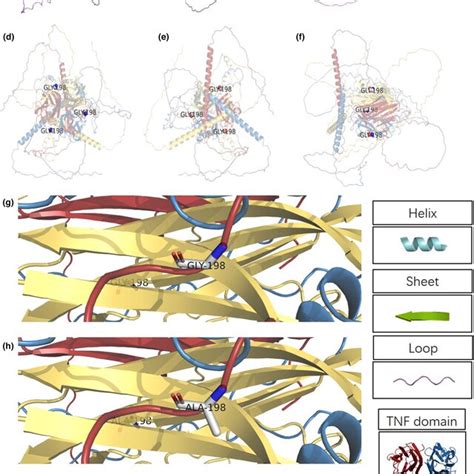 Three‐dimensional Structure Prediction Of The Eda1 Trimer A C The Download Scientific
