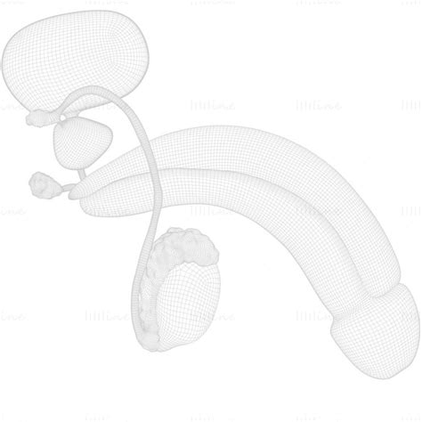 Male Reproductive System 3d Model