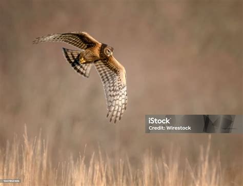 공중에서 날아가는 무늬 날개를 가진 북부 해리어의 클로즈업 샷 갈고리 발톱에 대한 스톡 사진 및 기타 이미지 갈고리 발톱 갈색 깃털 Istock