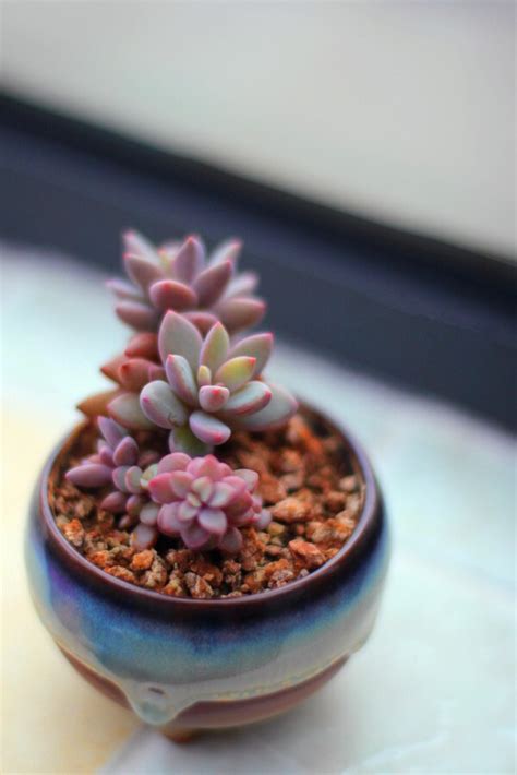 紫心 Echeveria cv Rezry 景天科拟石莲花属多肉植物属小型多肉园艺栽培品种也有粉色回忆瑞兹丽音译的叫法现在更