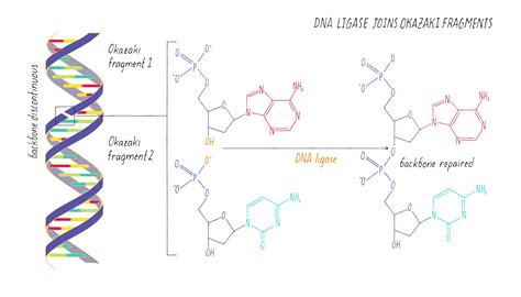 Dna Backbone Structure Movingtery