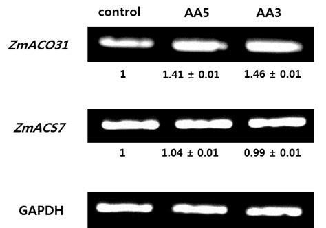 Effect Of Ascorbic Acid On Gene Expression Levels For Acc Oxidase And