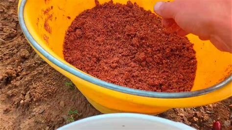 სიონი 2023 თევზაობა ფიდერით შამაიაზე Youtube