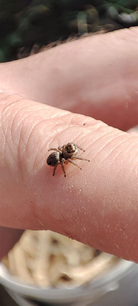 Паук Мохнатый маленький Пикабу