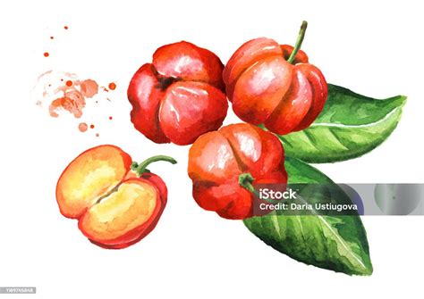 신선한 아세로라 과일 또는 바베이도스 체리 상단보기 구성 흰색 배경에 격리 된 수채화 손으로 그린 그림 아세롤라에 대한 스톡 벡터 아트 및 기타 이미지 Istock