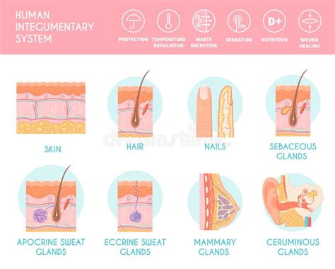 Integumentary System Clipart